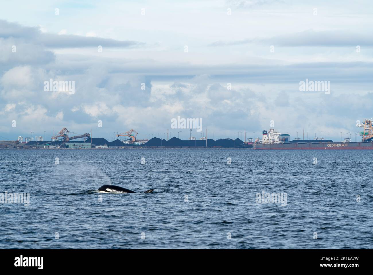 Coal pod hi-res stock photography and images - Alamy