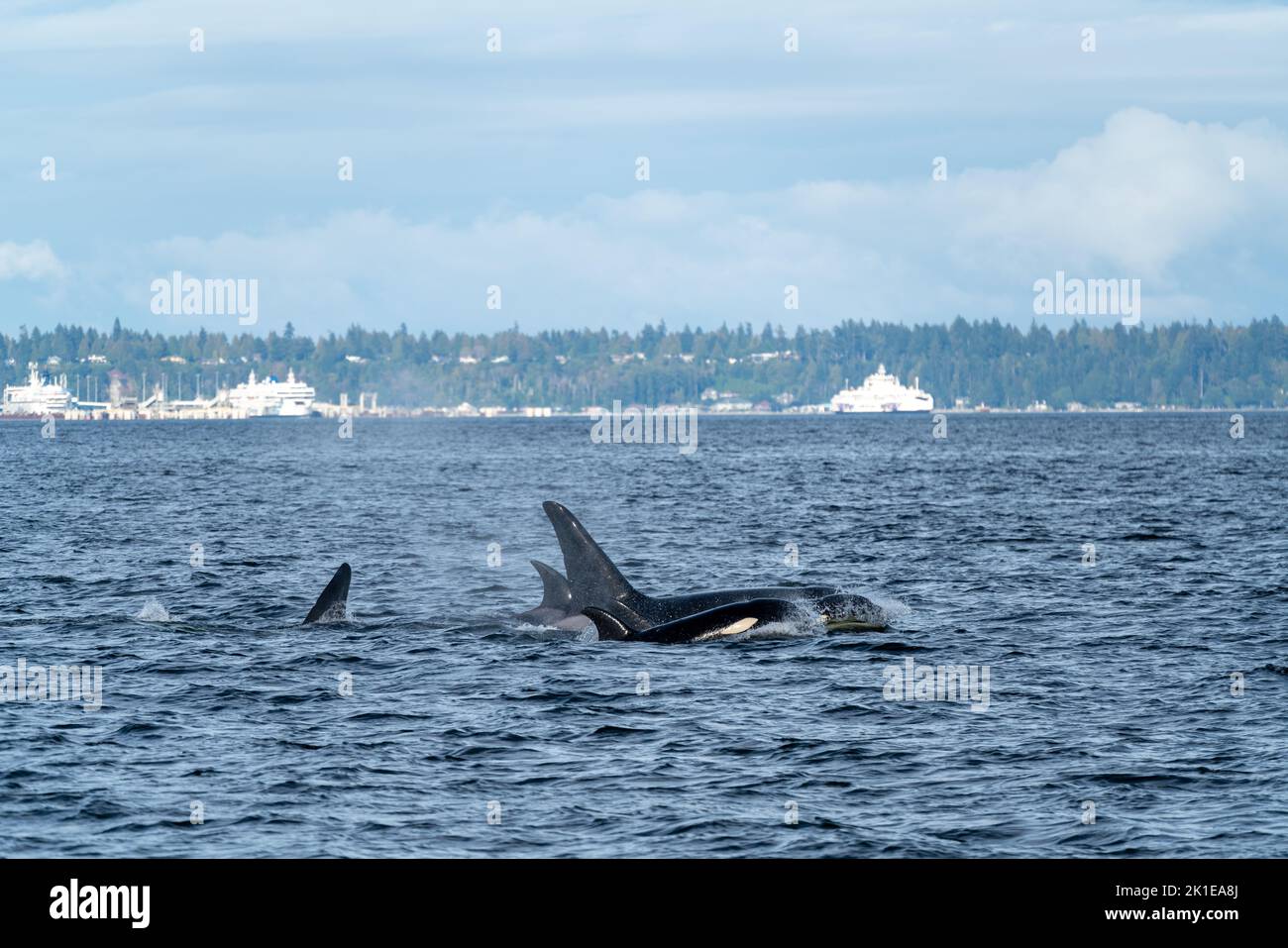 Pod of orcas swimming in the Strait of Georgia with the Canadian coast ...
