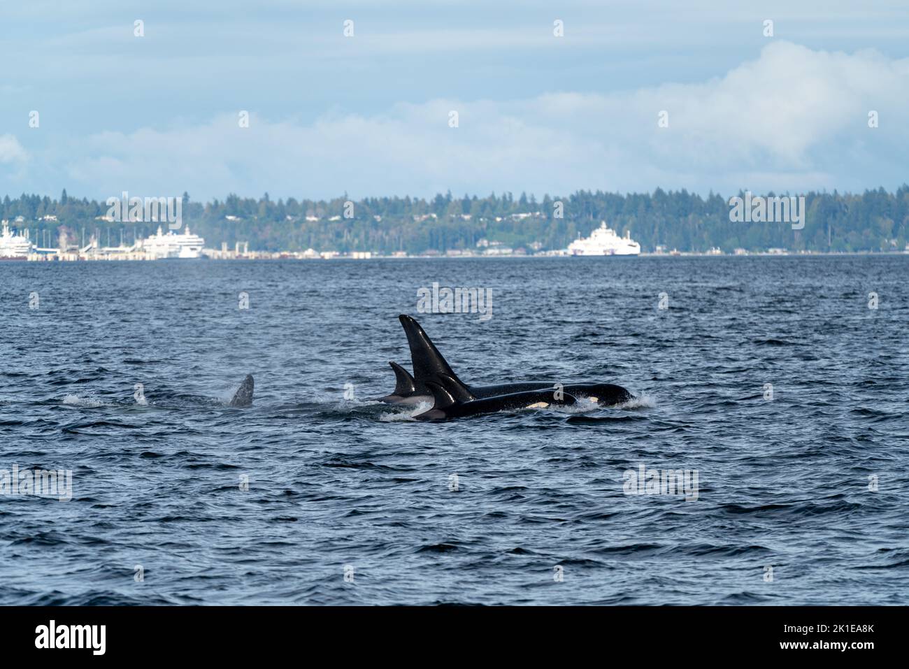 Pod of orcas swimming in the Strait of Georgia with the Canadian coast ...
