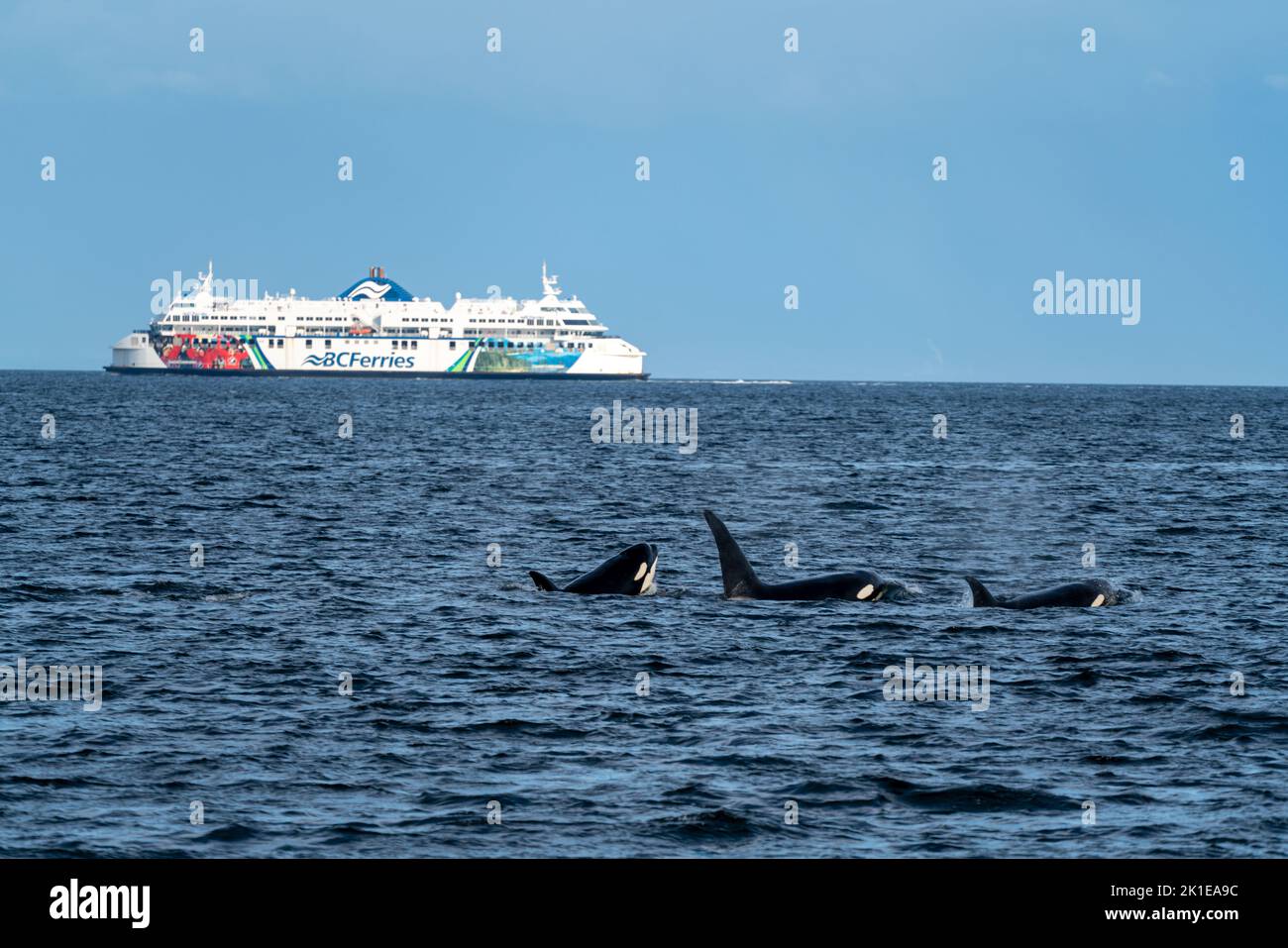 Pod of orcas breaching with ferry in the background Stock Photo - Alamy