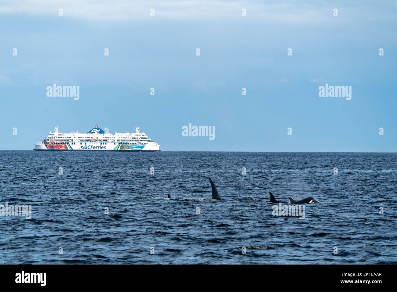 Pod of orcas breaching with ferry in the background Stock Photo - Alamy