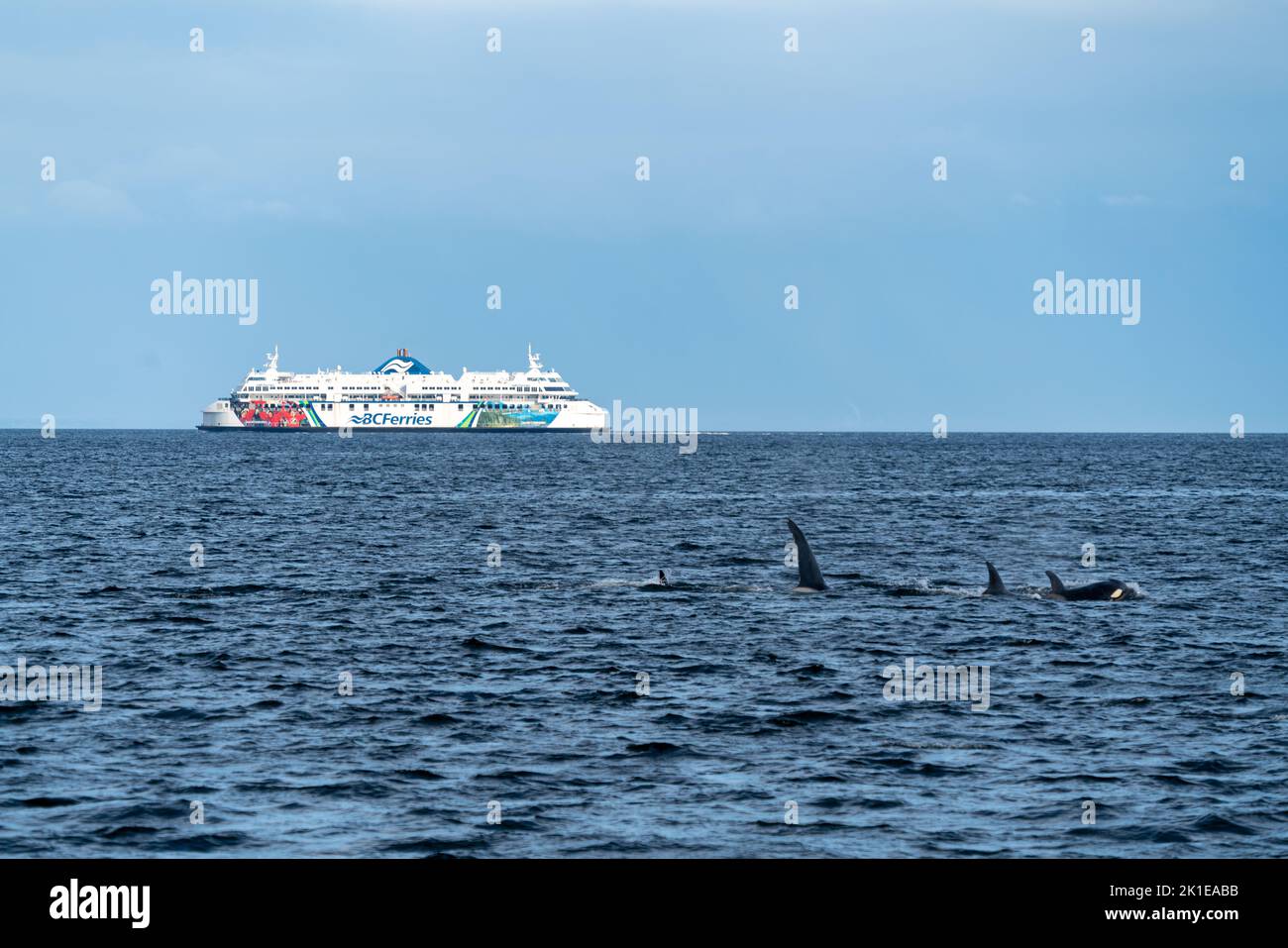 Pod of orcas breaching with ferry in the background Stock Photo - Alamy