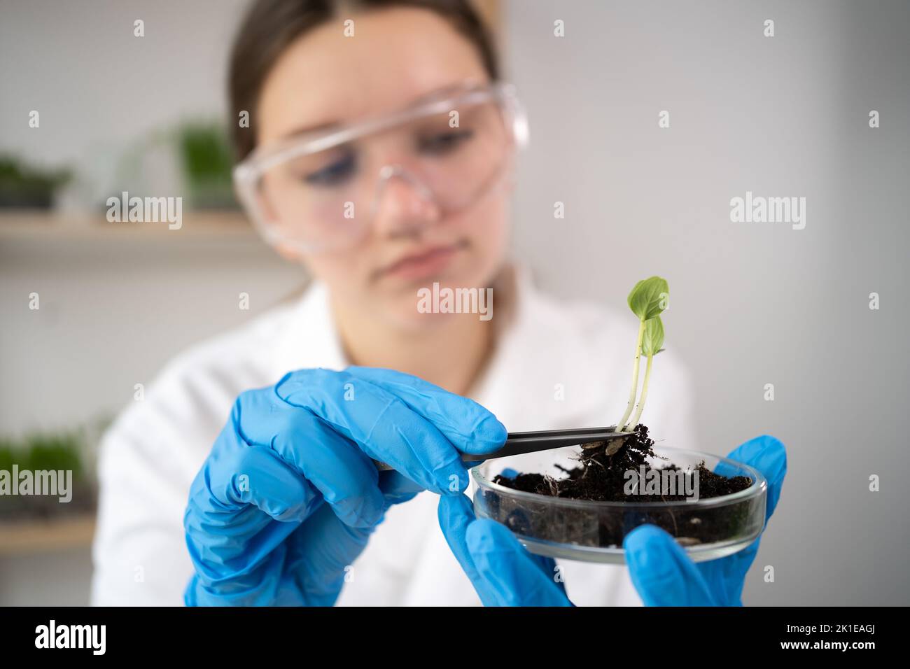 Close up of scientist hands holding petri dish with plant and soil ...