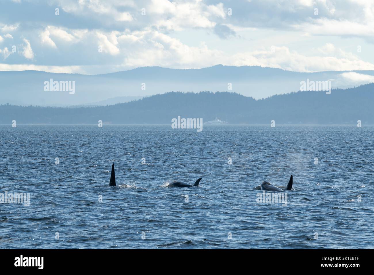 Pod of orcas travel towards Vancouver Island Stock Photo - Alamy
