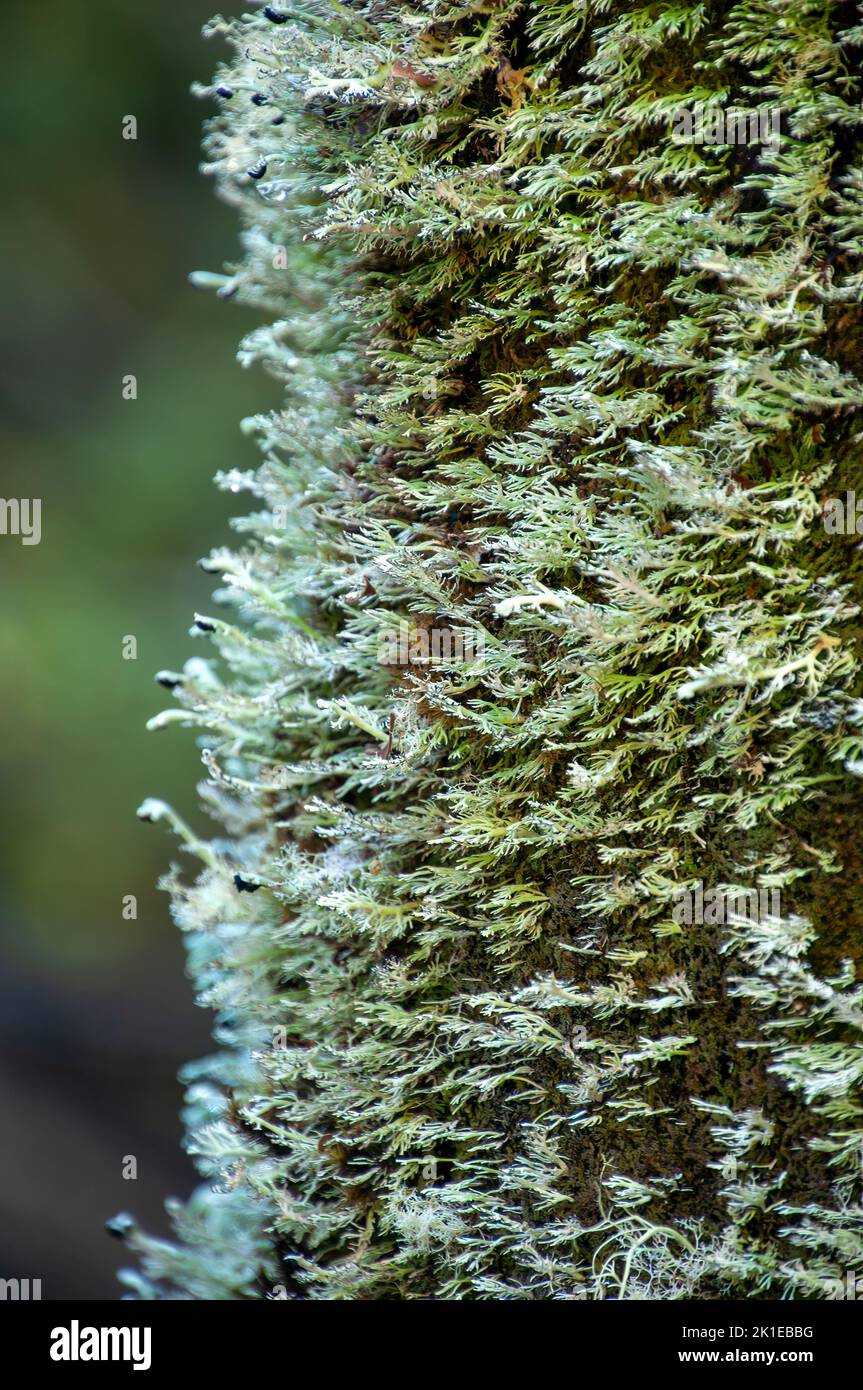 Australian native moss hi-res stock photography and images - Alamy