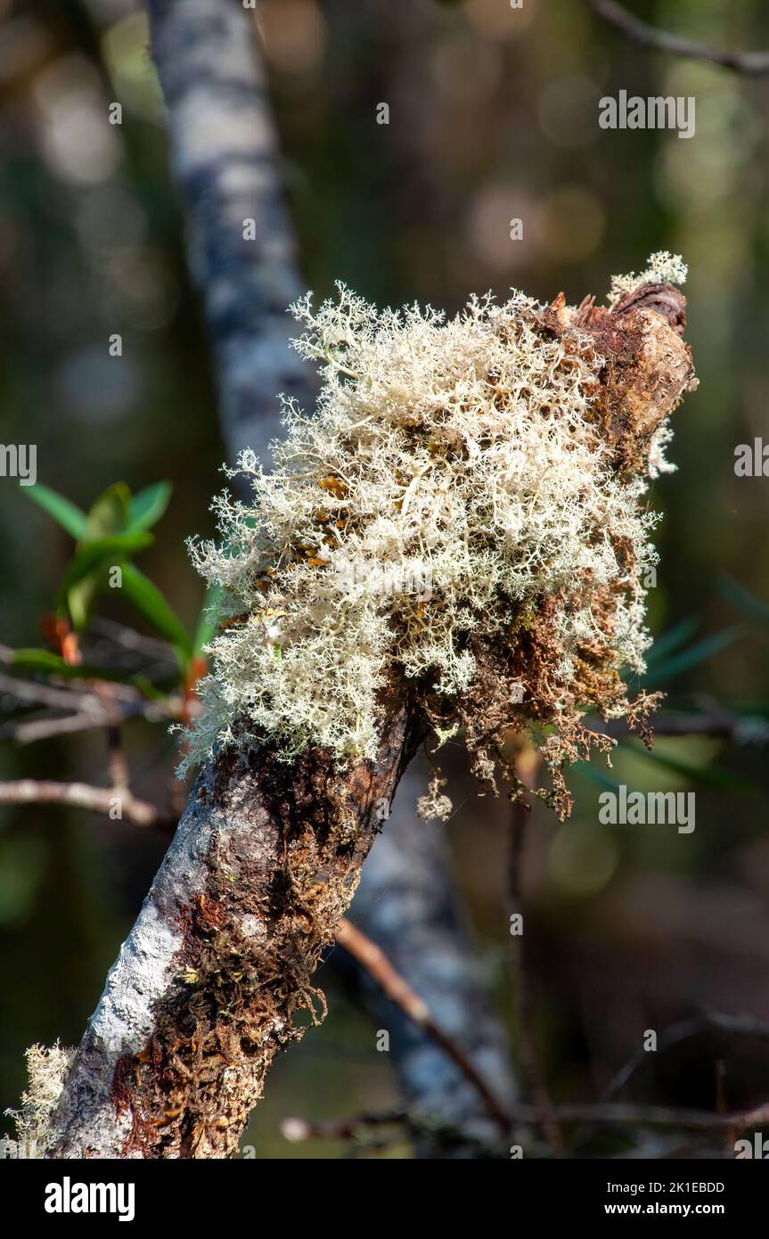 Lake St Clair Australia, lichens and moss growing on a tree branch ...