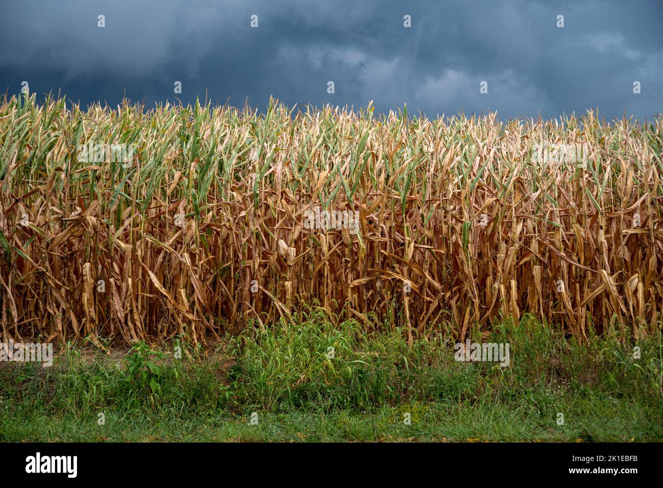 Corn stalks in a storm hi-res stock photography and images - Alamy