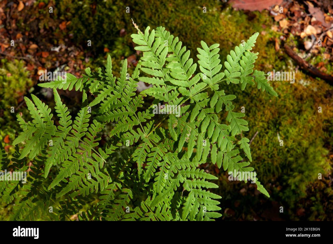 Bats wing fern hi-res stock photography and images - Alamy