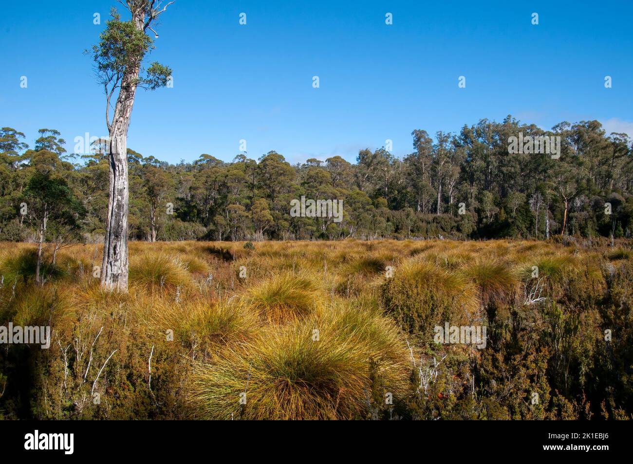 Button grass hi-res stock photography and images - Alamy