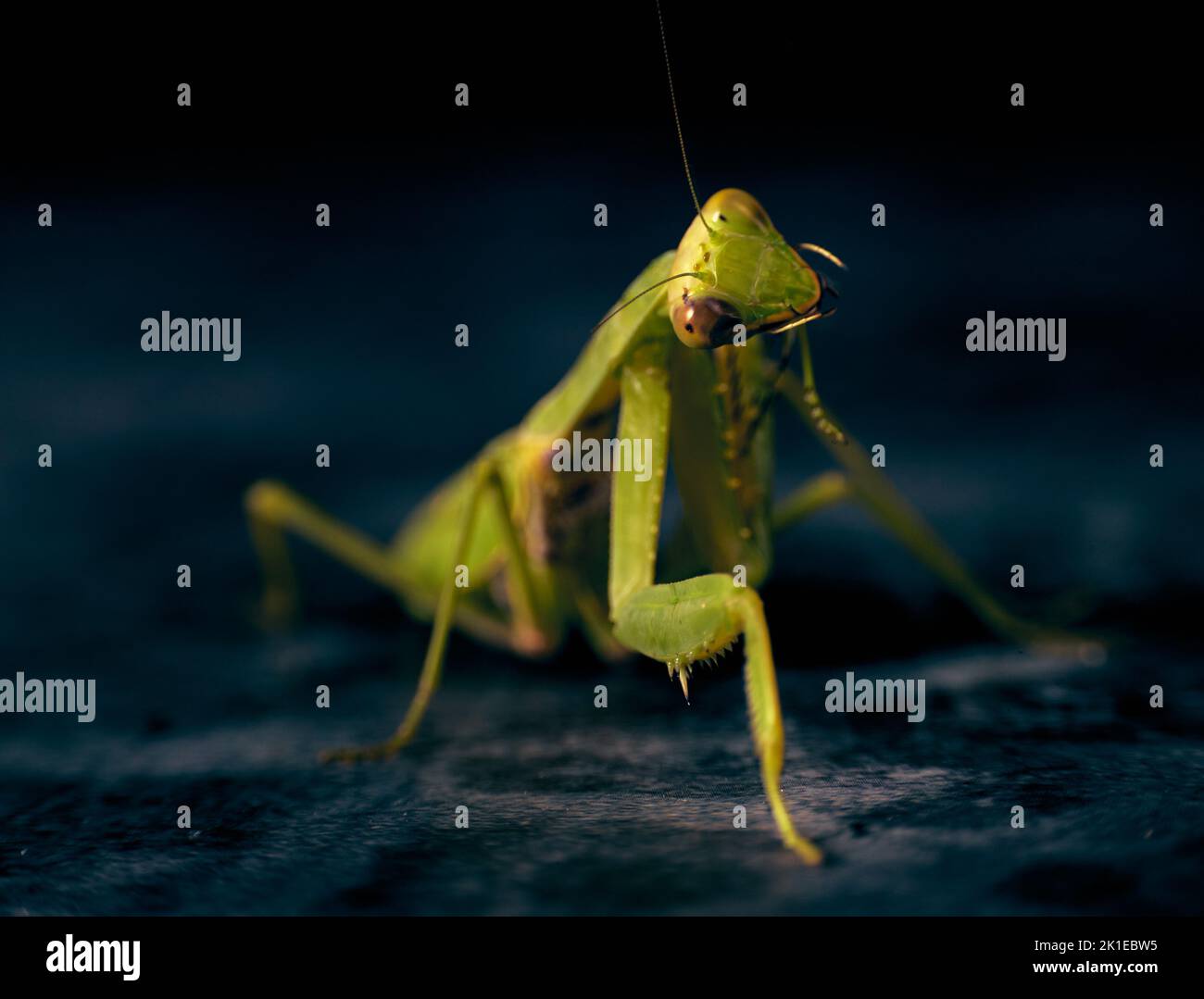 Poprtret cute large green praying mantis on a black background Stock ...