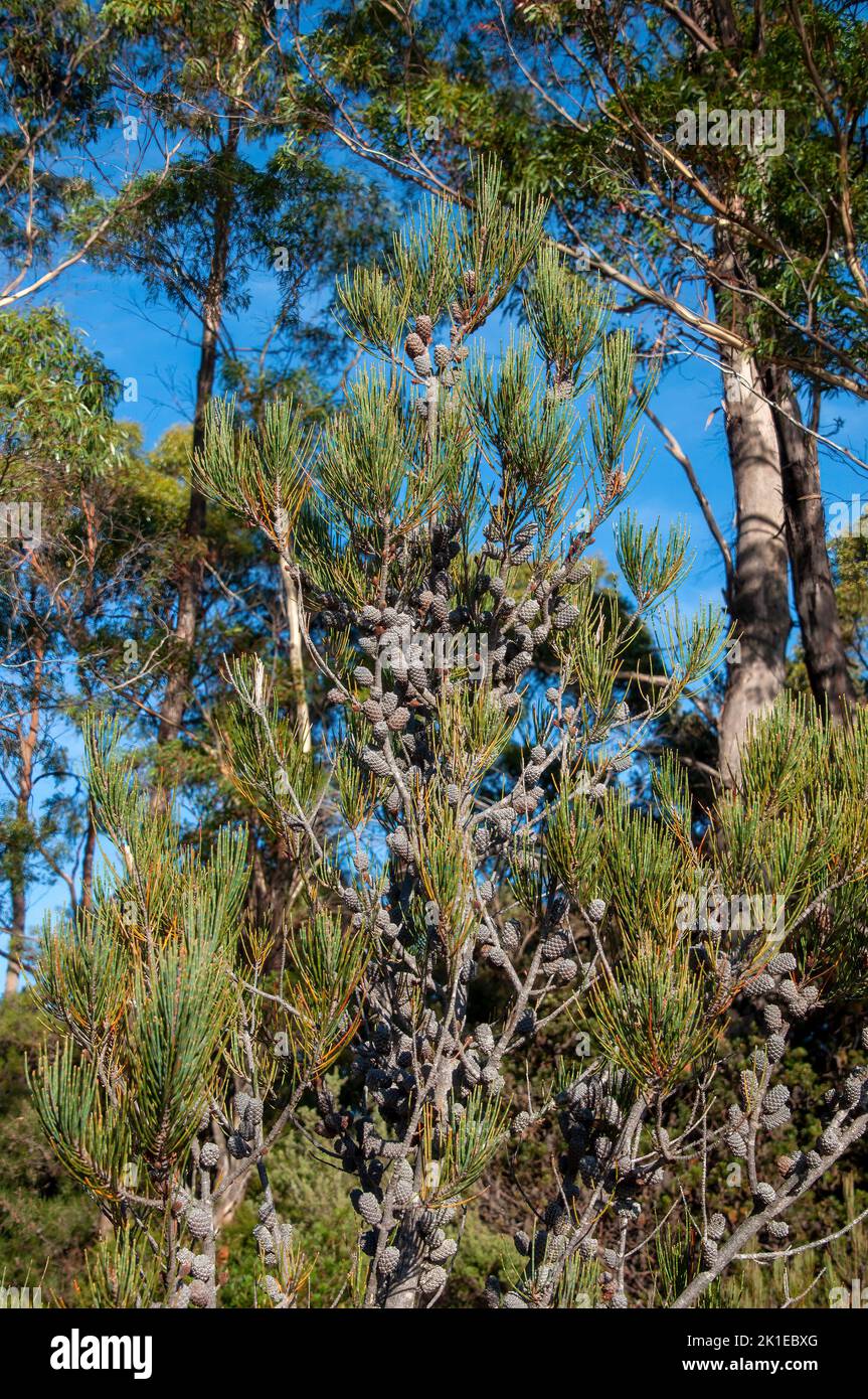 Lake St Clair Australia, canopy of allocasuarina littoralis or black ...