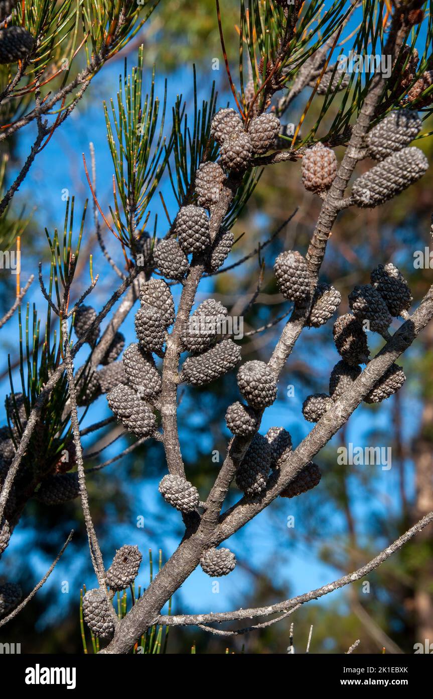 Lake St Clair Australia, branch of an allocasuarina littoralis or black ...