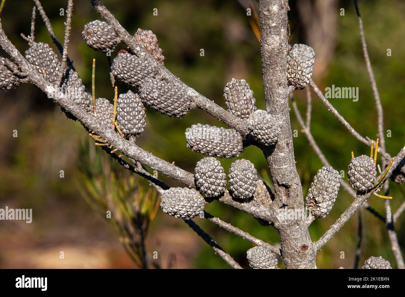 Lake St Clair Australia, cones of an allocasuarina littoralis or black ...
