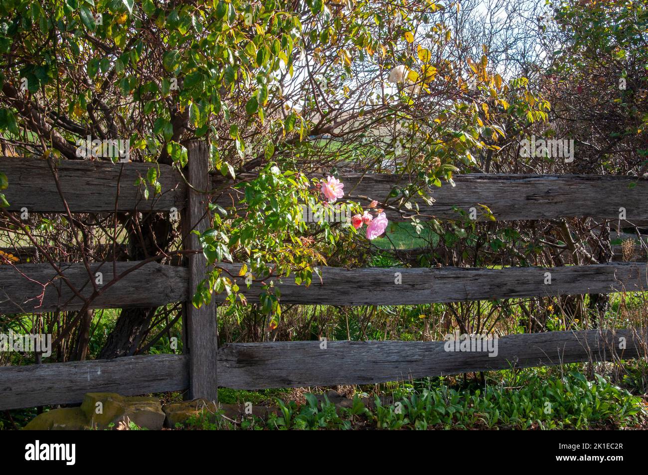 Hamilton Australia, pink flowering rose growing along wooden fence ...