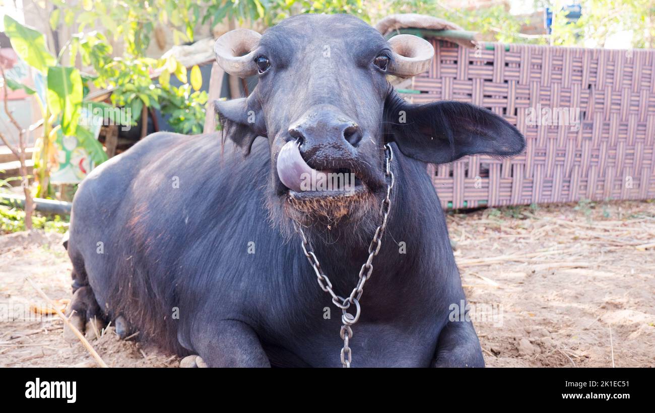 Water buffalo seated in farm, face close up. Black indian water buffalo ...