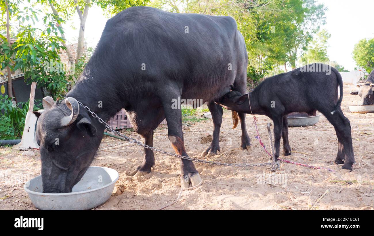 Water buffalo Calf Feeding in village dairy farm. water buffalo milking ...