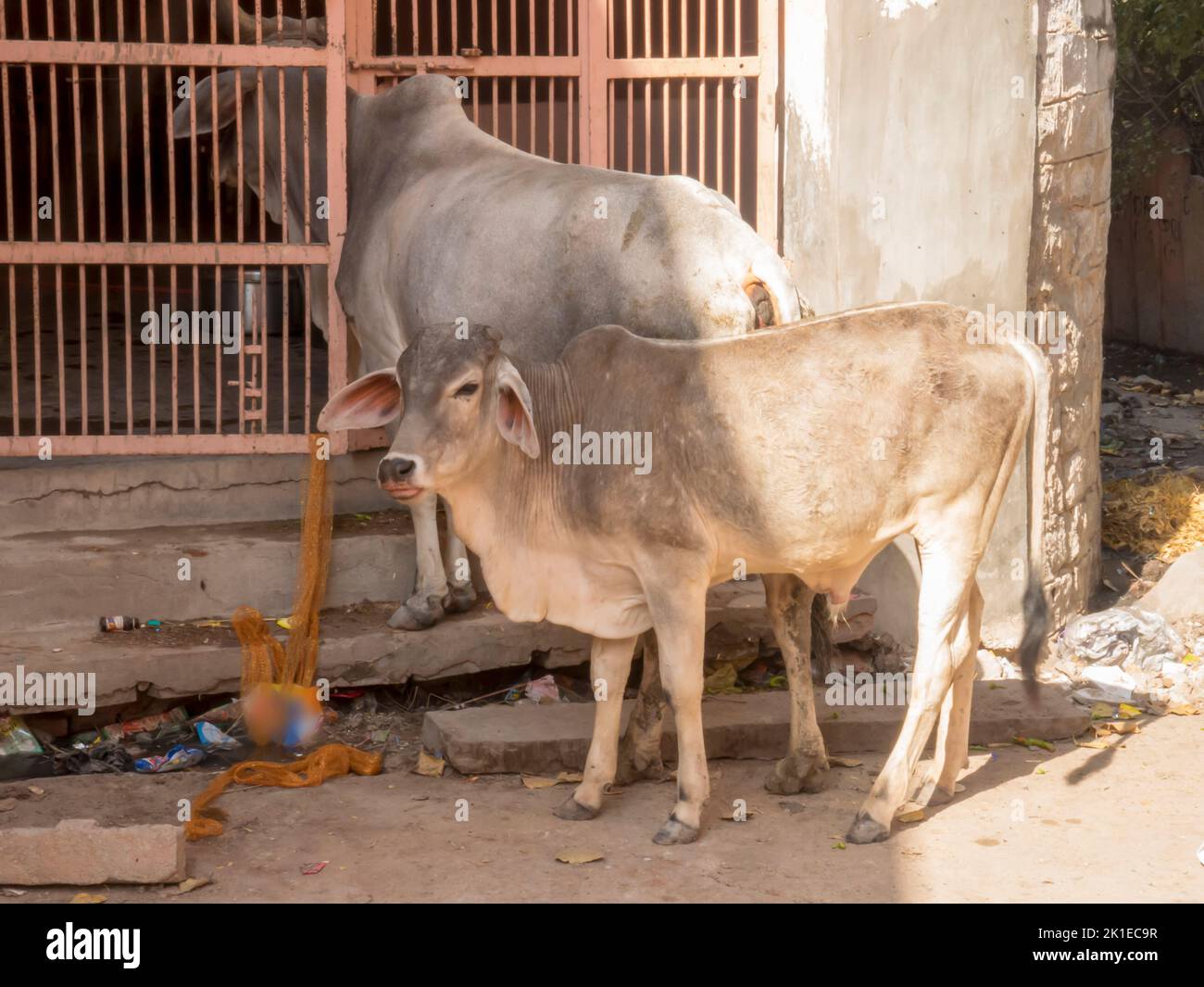 Indian cow in house hi-res stock photography and images - Alamy