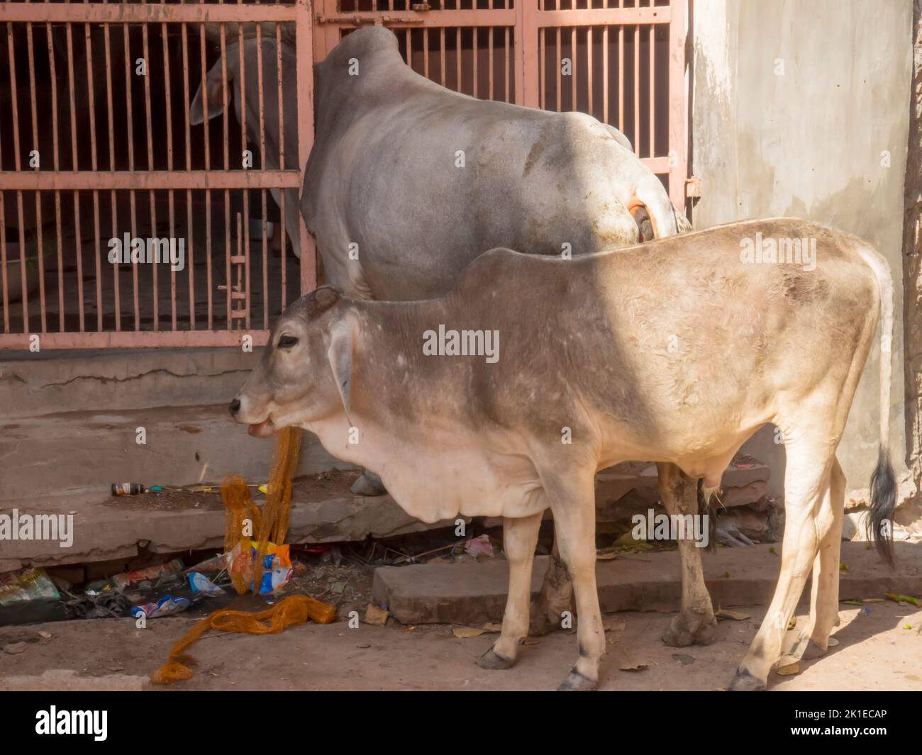 Indian cow hi-res stock photography and images - Alamy