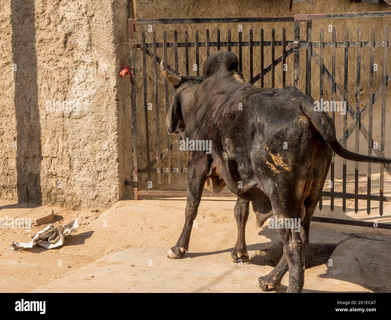 Black Bull Cow outside house gate on Indian Rural Village Street in ...