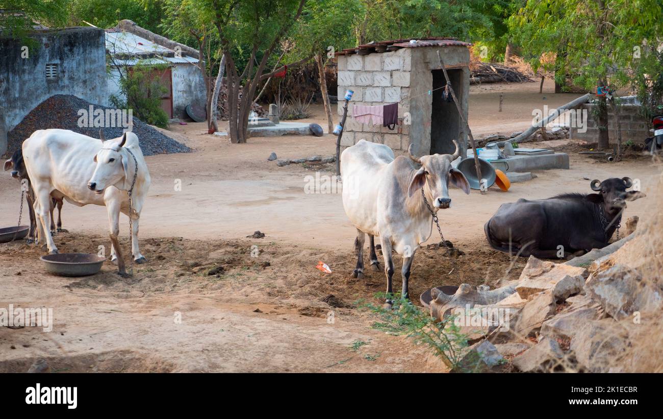 Cows in dairy farm in countryside rural village in india Stock Photo ...