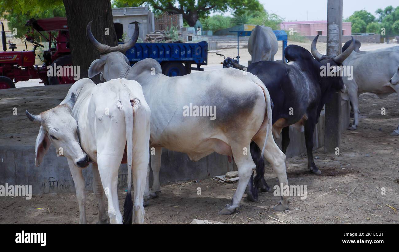 Indian farm animals hi-res stock photography and images - Alamy