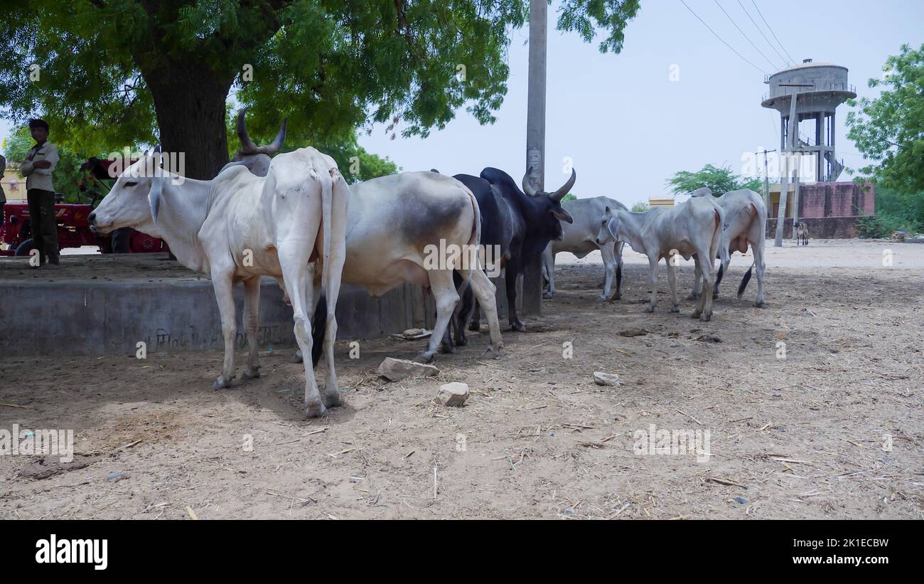 Cows in dairy farm in countryside rural village in india Stock Photo - Alamy