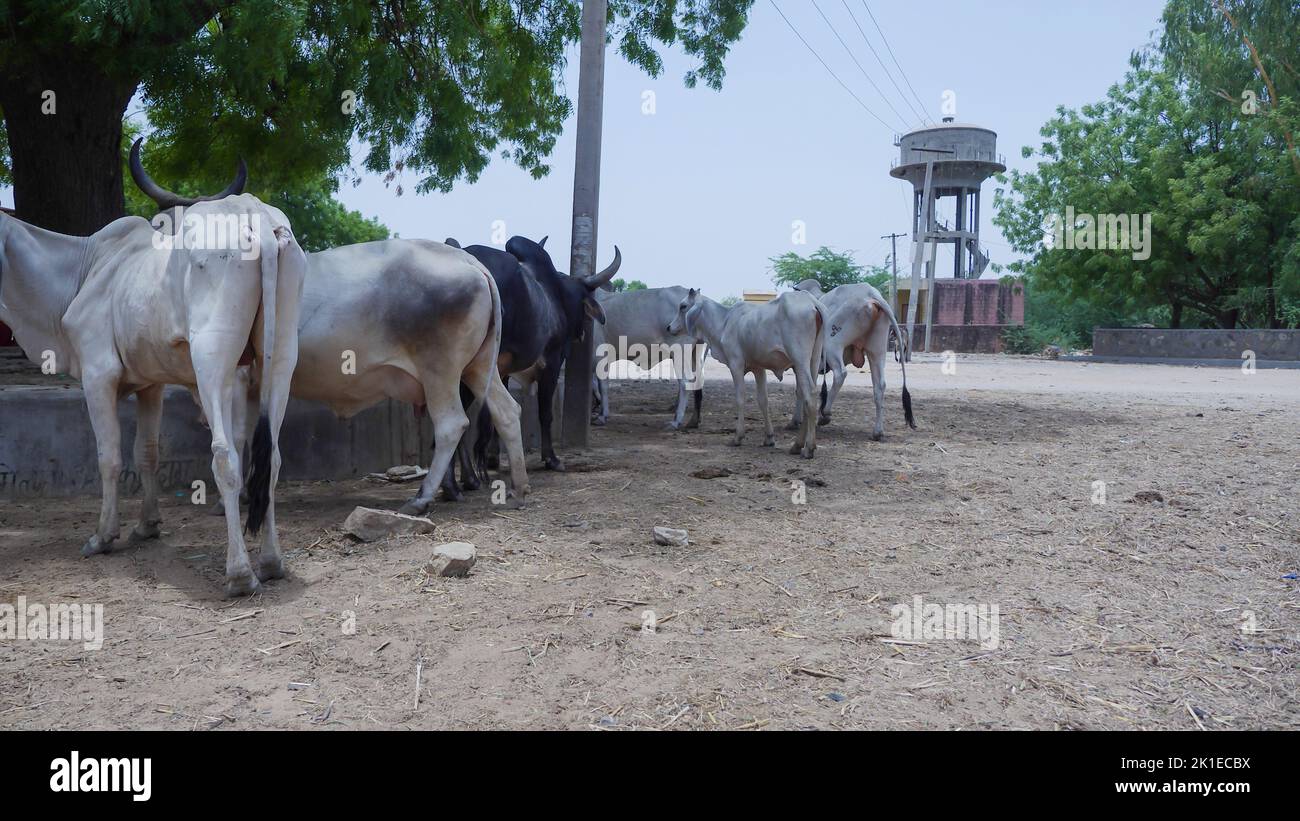 Cows in dairy farm in countryside rural village in india Stock Photo ...