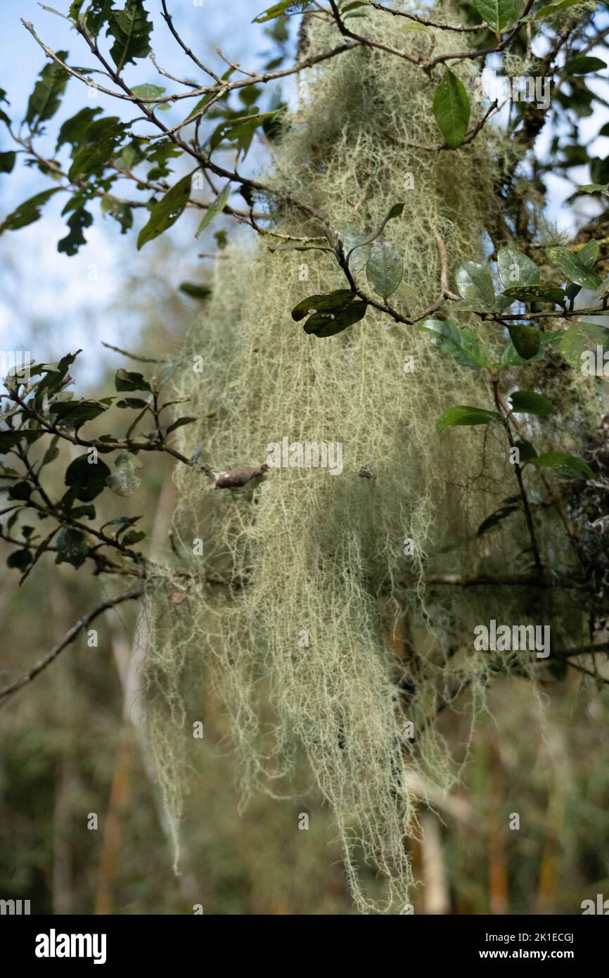 A grass net hanging on the tree branch Stock Photo - Alamy