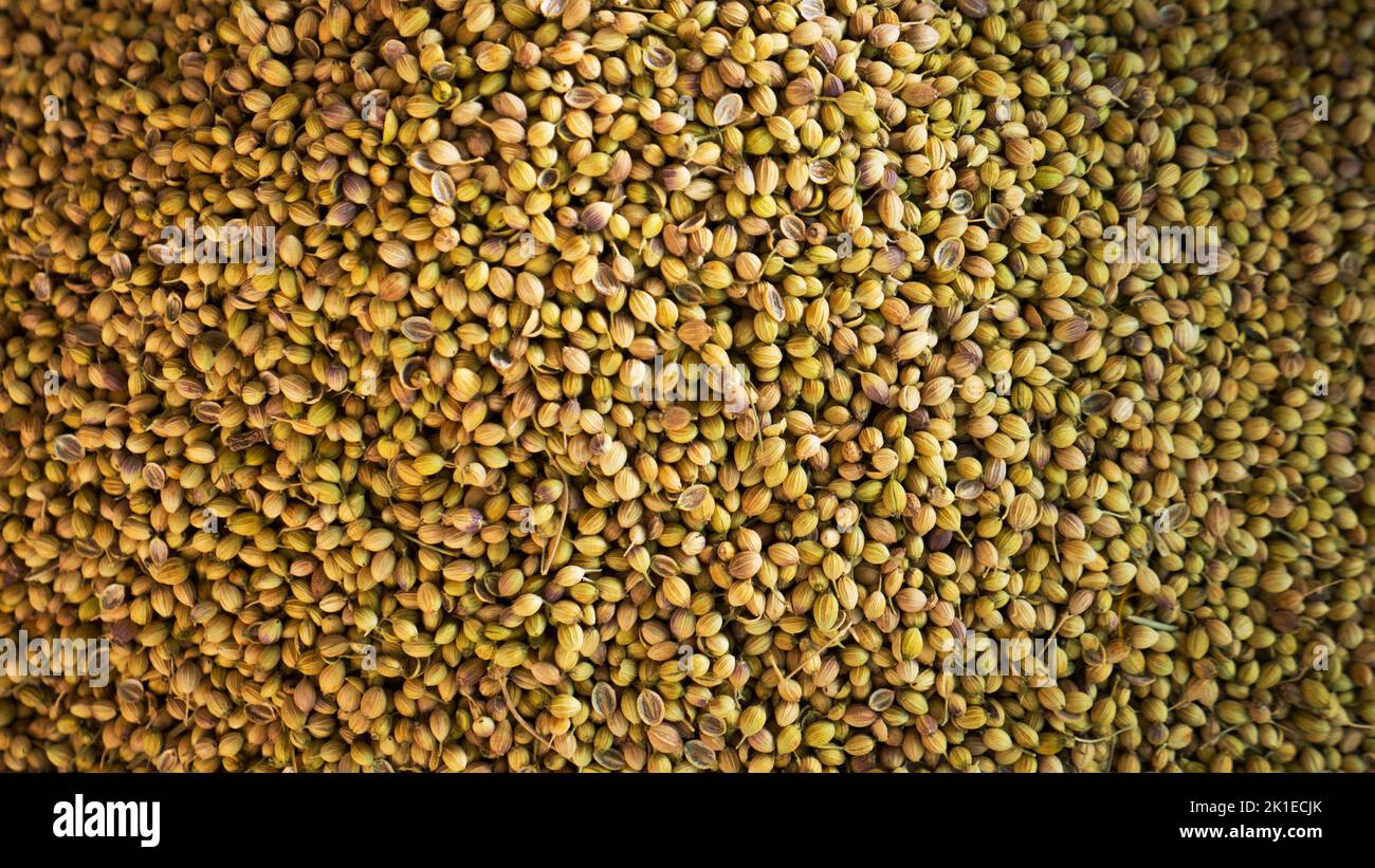 pile of coriander seeds. Organic Dried coriander seeds (Coriandrum sativum) closeup background ...