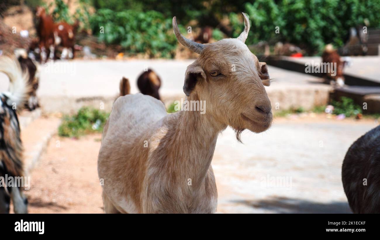 Goat in Indian Small Goat Farm. Goat in countryside rural village goat ...
