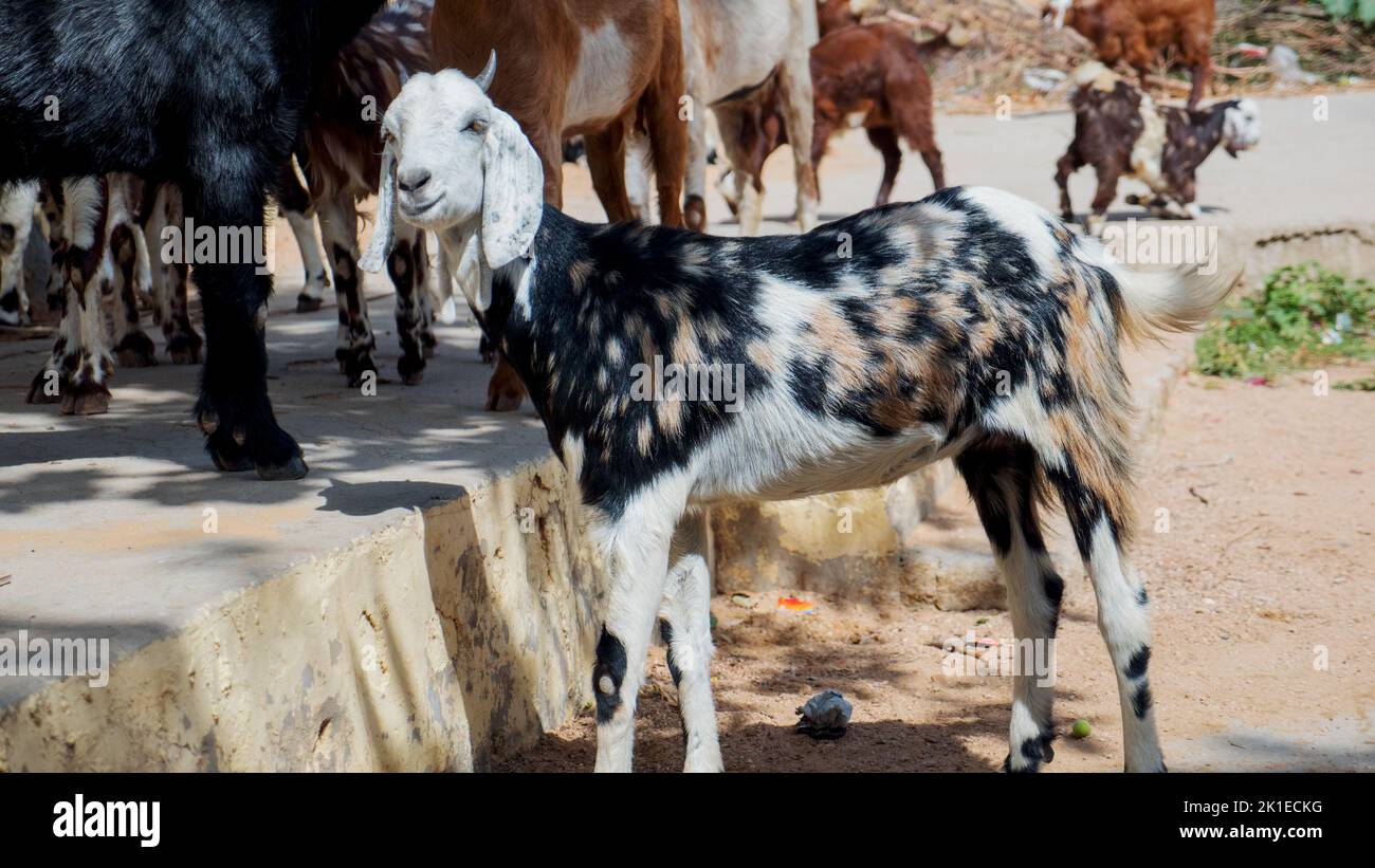 Goat in Indian Small Goat Farm. Goat in countryside rural village goat ...