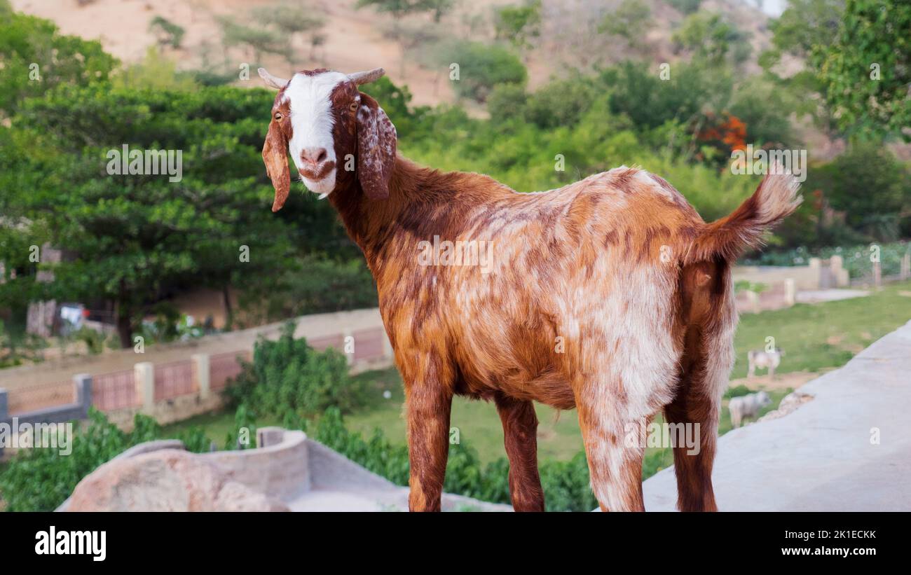 Goat in Indian Small Goat Farm. Goat in countryside rural village goat ...