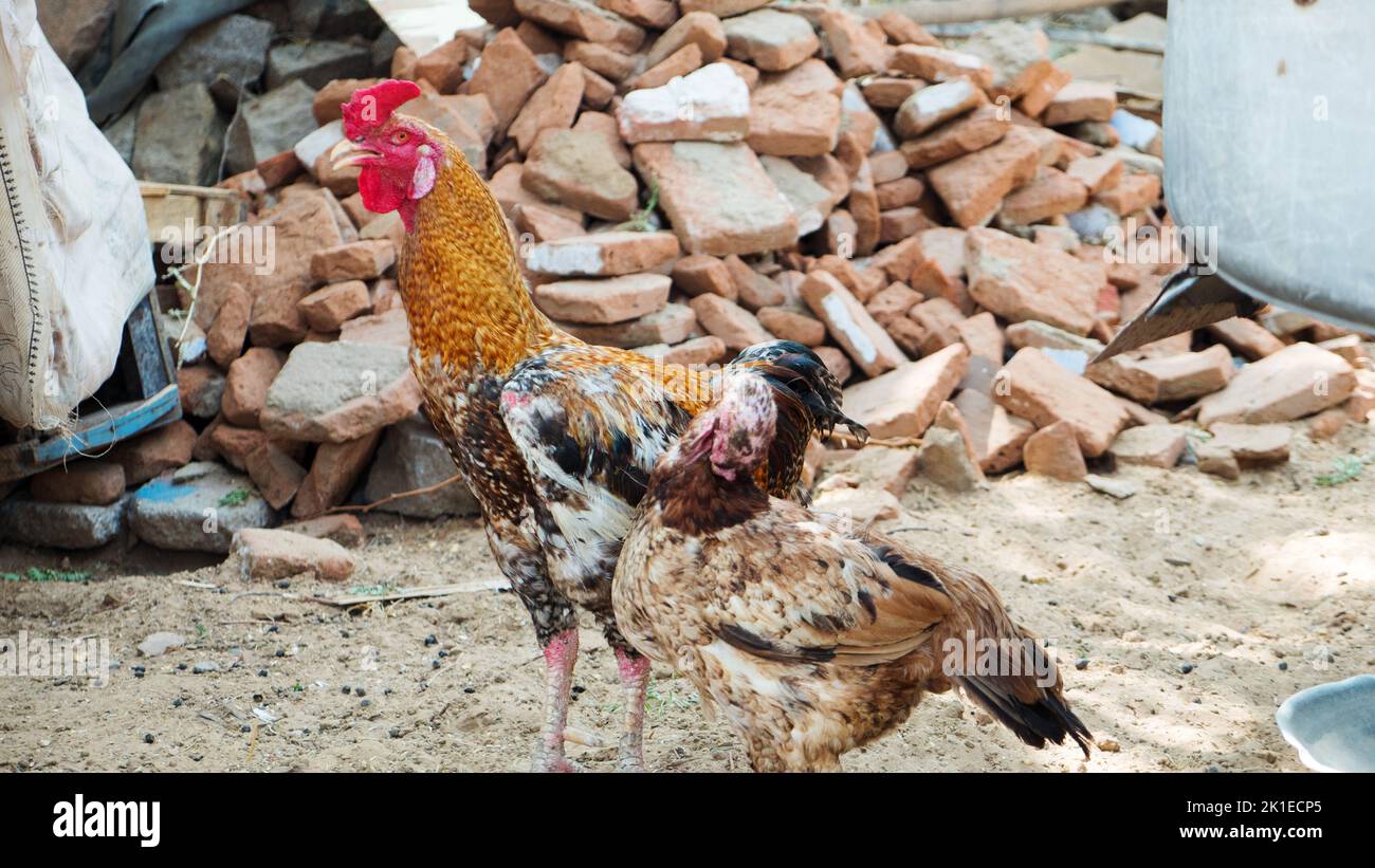 rooster hen and chicken in hen poultry farm in india. Indian rooster ...