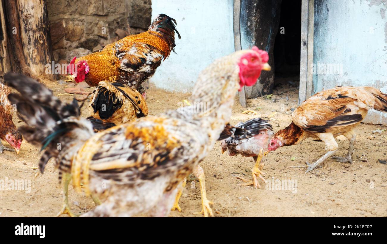 rooster hen and chicken in hen poultry farm in india. Indian rooster ...