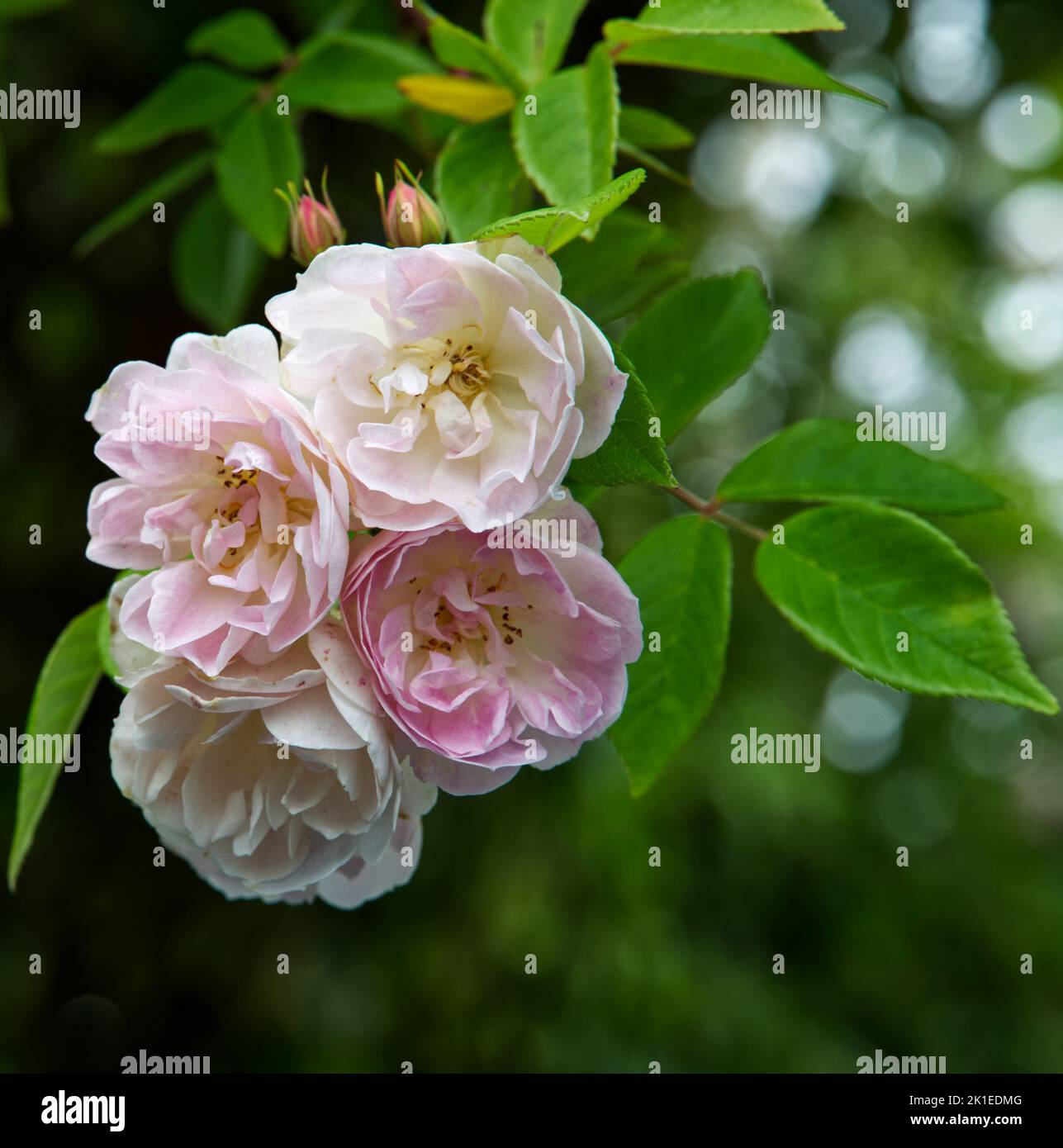 Trellis with climbing roses hi-res stock photography and images - Alamy