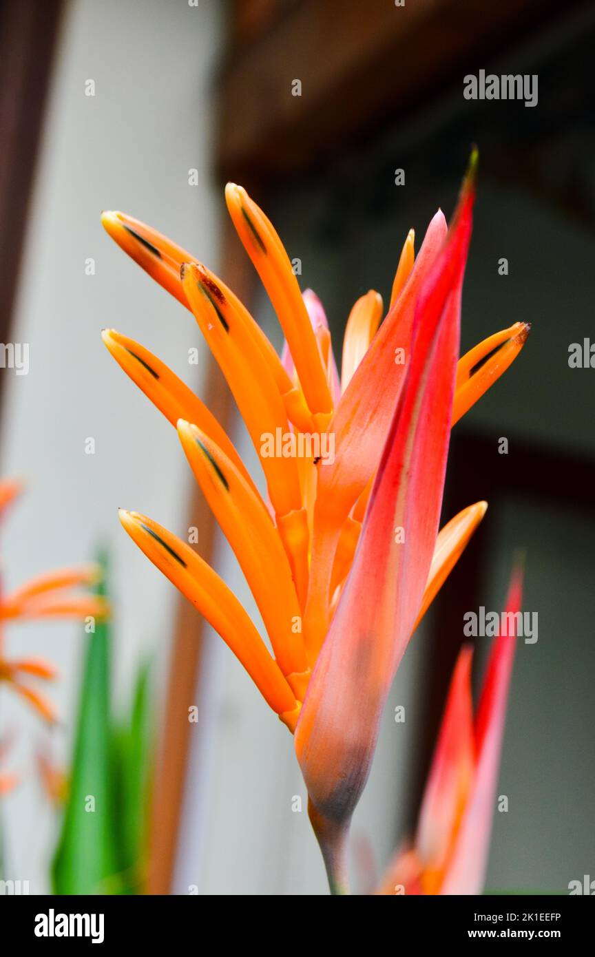 Heliconia Psittacorum Also Known As Parrots Beak Parakeet Flower Parrots Flower With Blured
