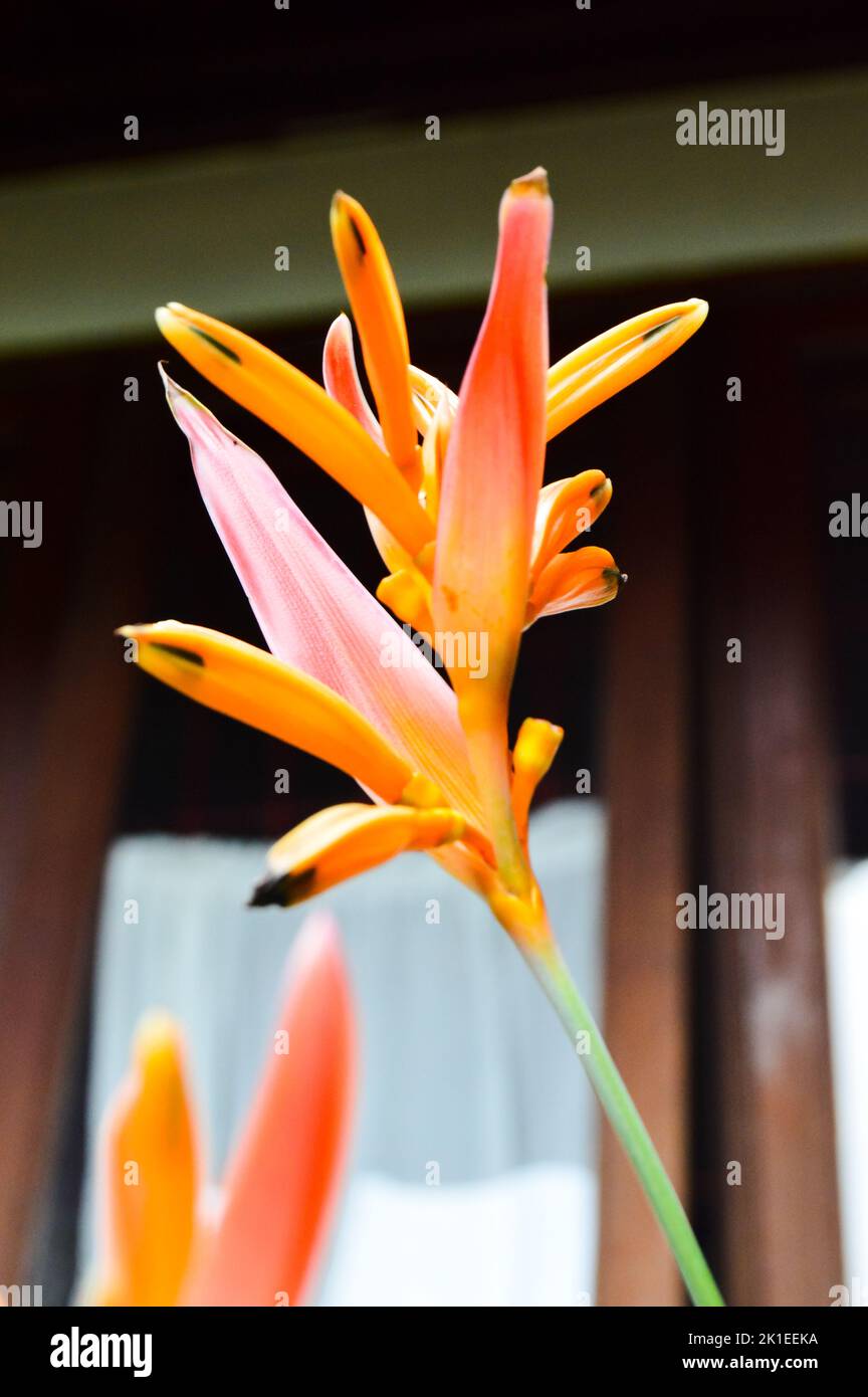 Heliconia psittacorum also known as parrot's beak, parakeet flower ...