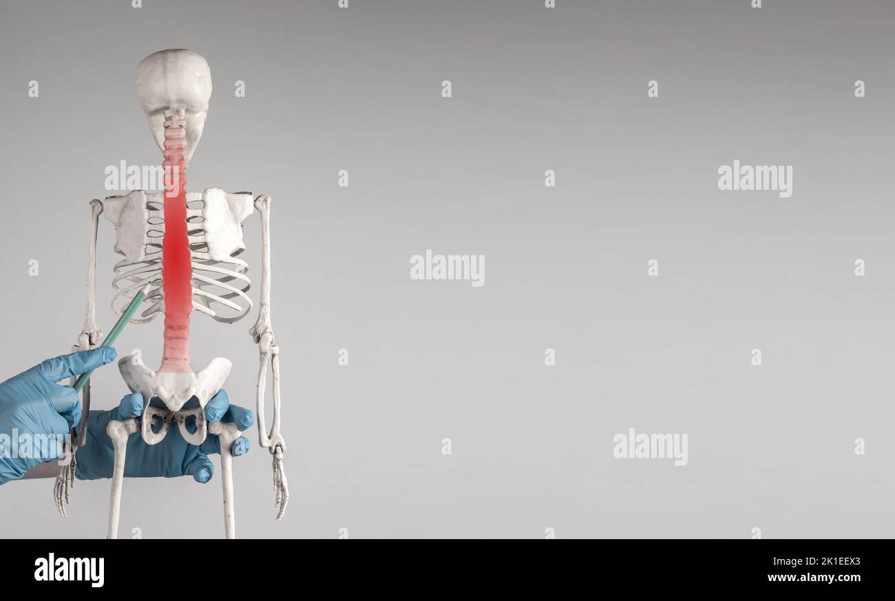 Banner with doctor hand pointing to skeleton vertebrae with red spot ...
