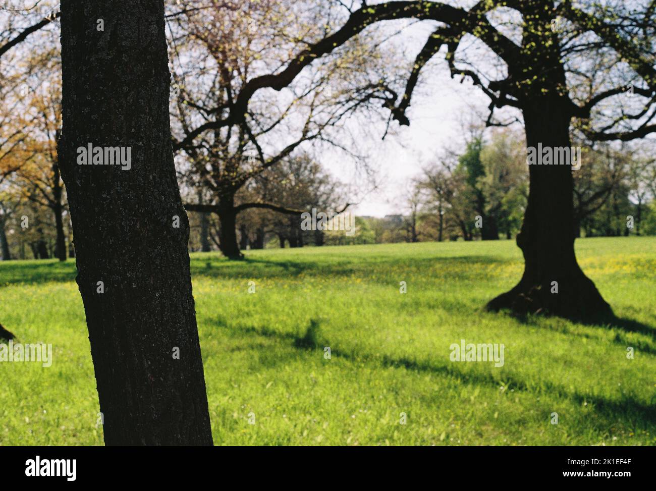 A beautiful shot of the big leafless trees in the park in bright ...