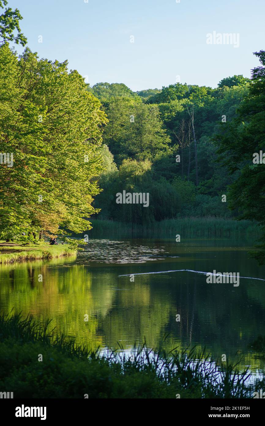 A vertical shot of the trees around the lake with a blur reflection on ...