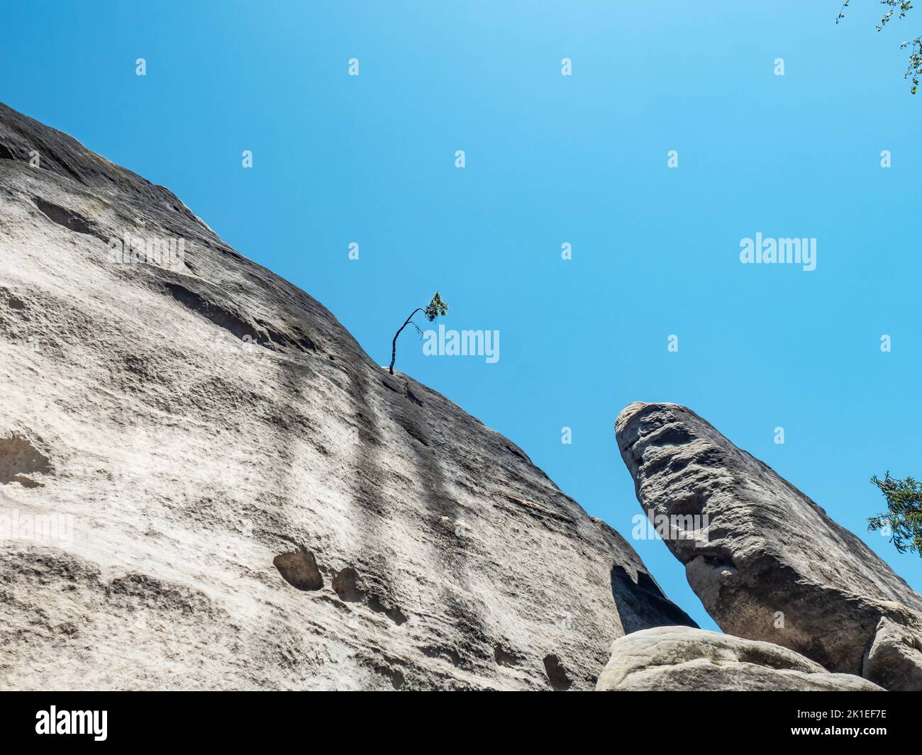 Small bent windswept conifer on a sandstone rock at warm evening light ...