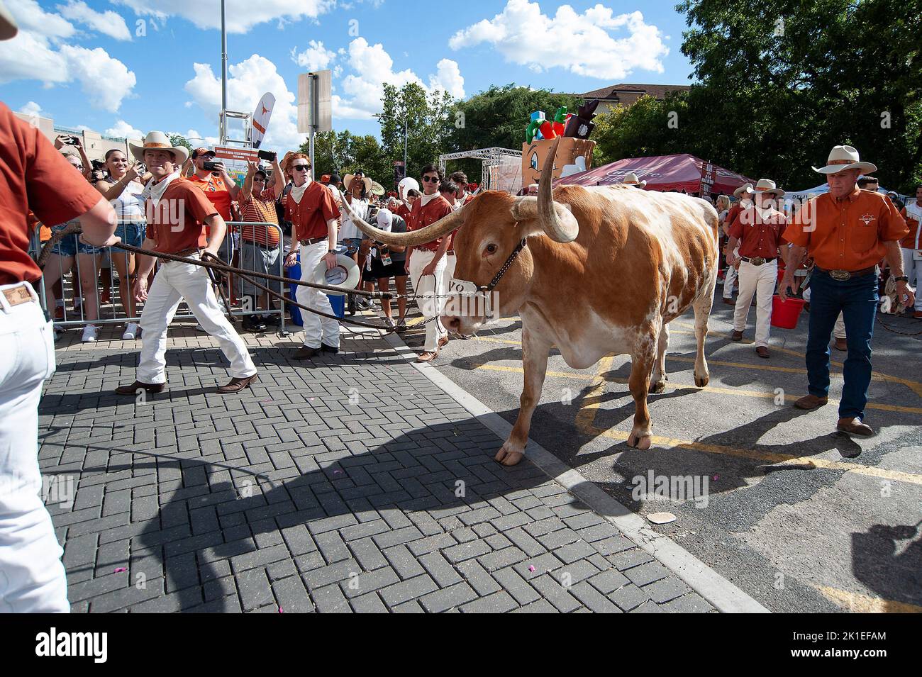 September 17, 2022: Texas Longhorns Mascot Bevo enters Darrell K. Royal ...