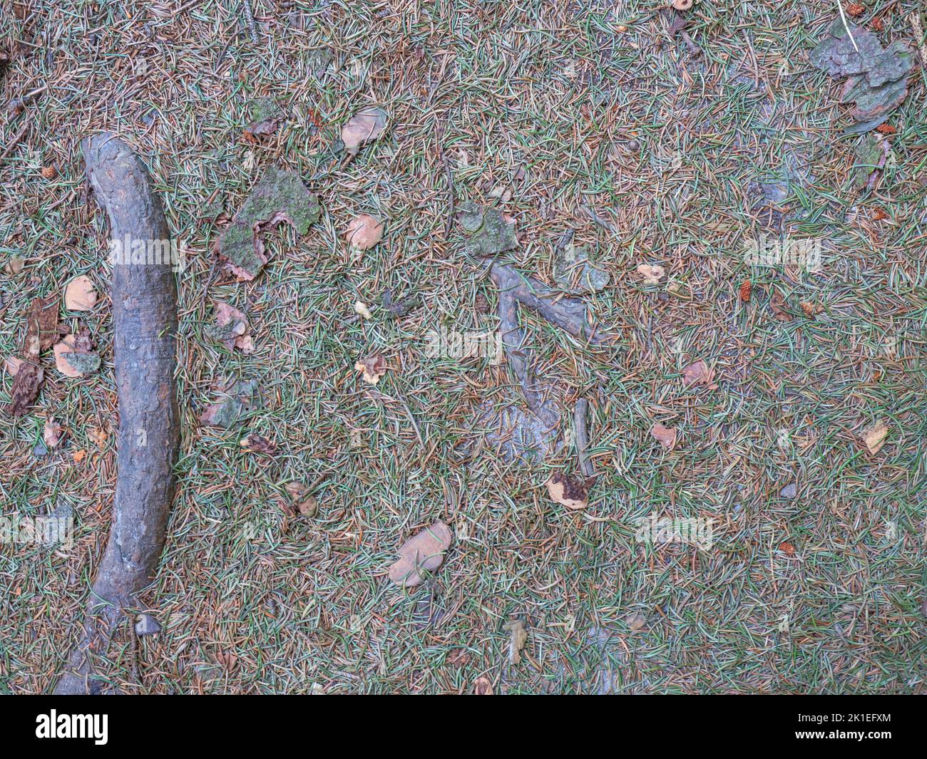 Closeup of a heap of fir needles. Natural disaster. Green conifers ...