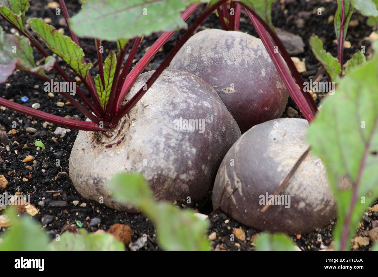 Beetroot in ground Stock Photo - Alamy