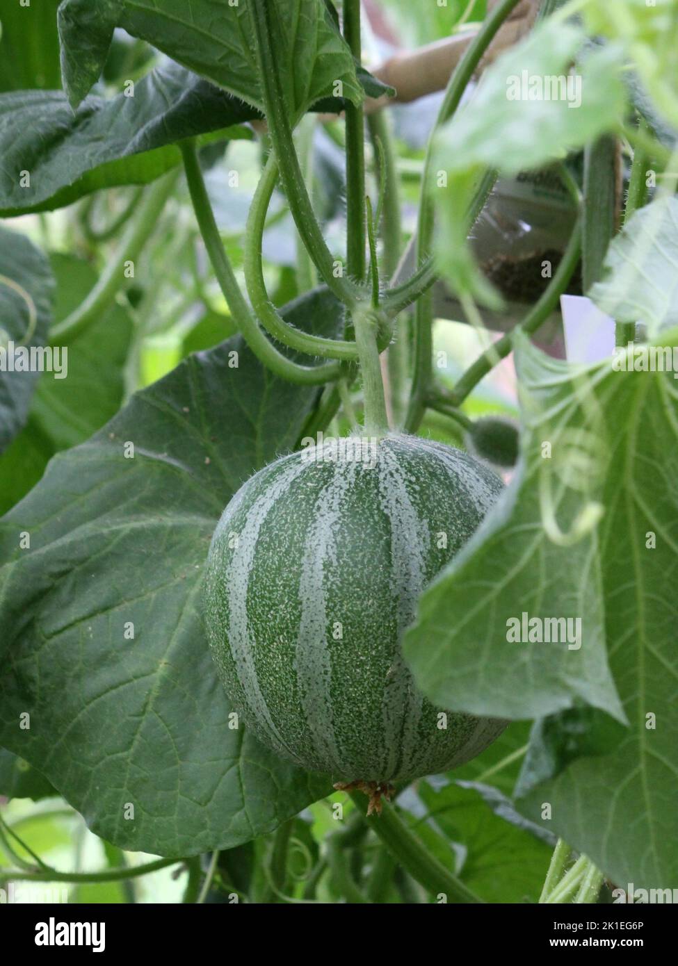 Melon plants hi-res stock photography and images - Alamy