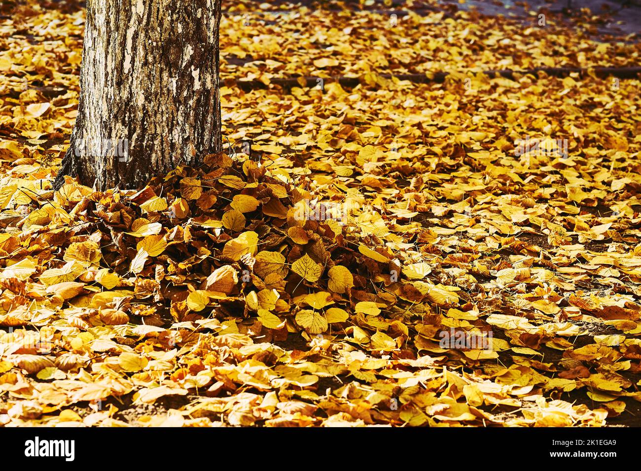 Golden autumnal tree falling hi-res stock photography and images - Alamy