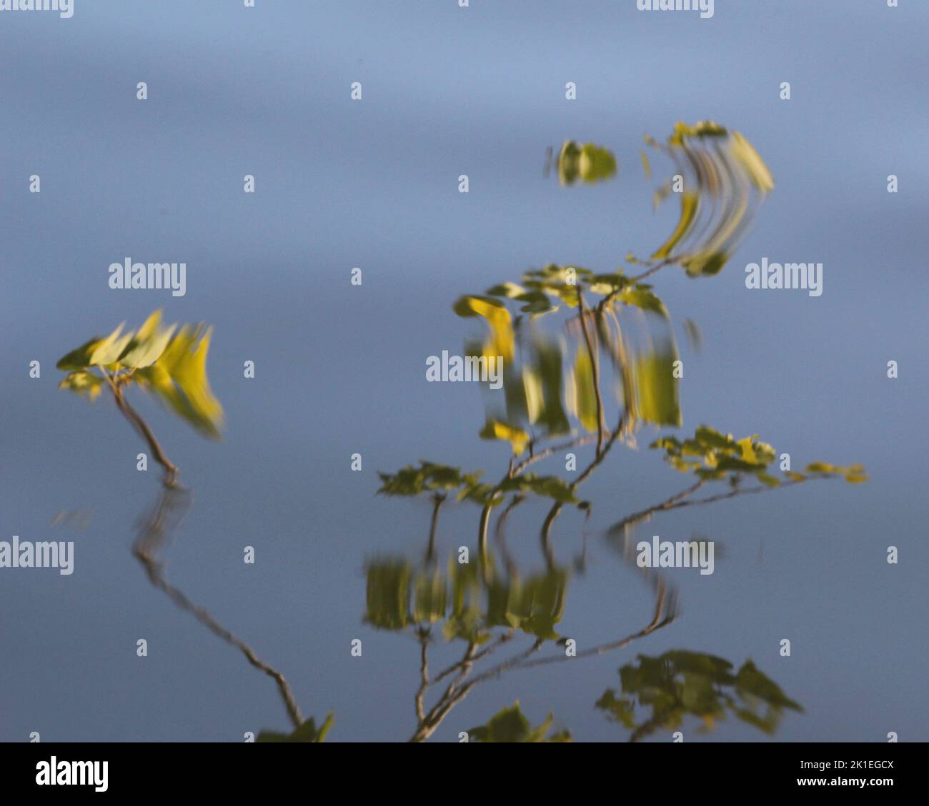 Abstract branch in water reflection Stock Photo - Alamy