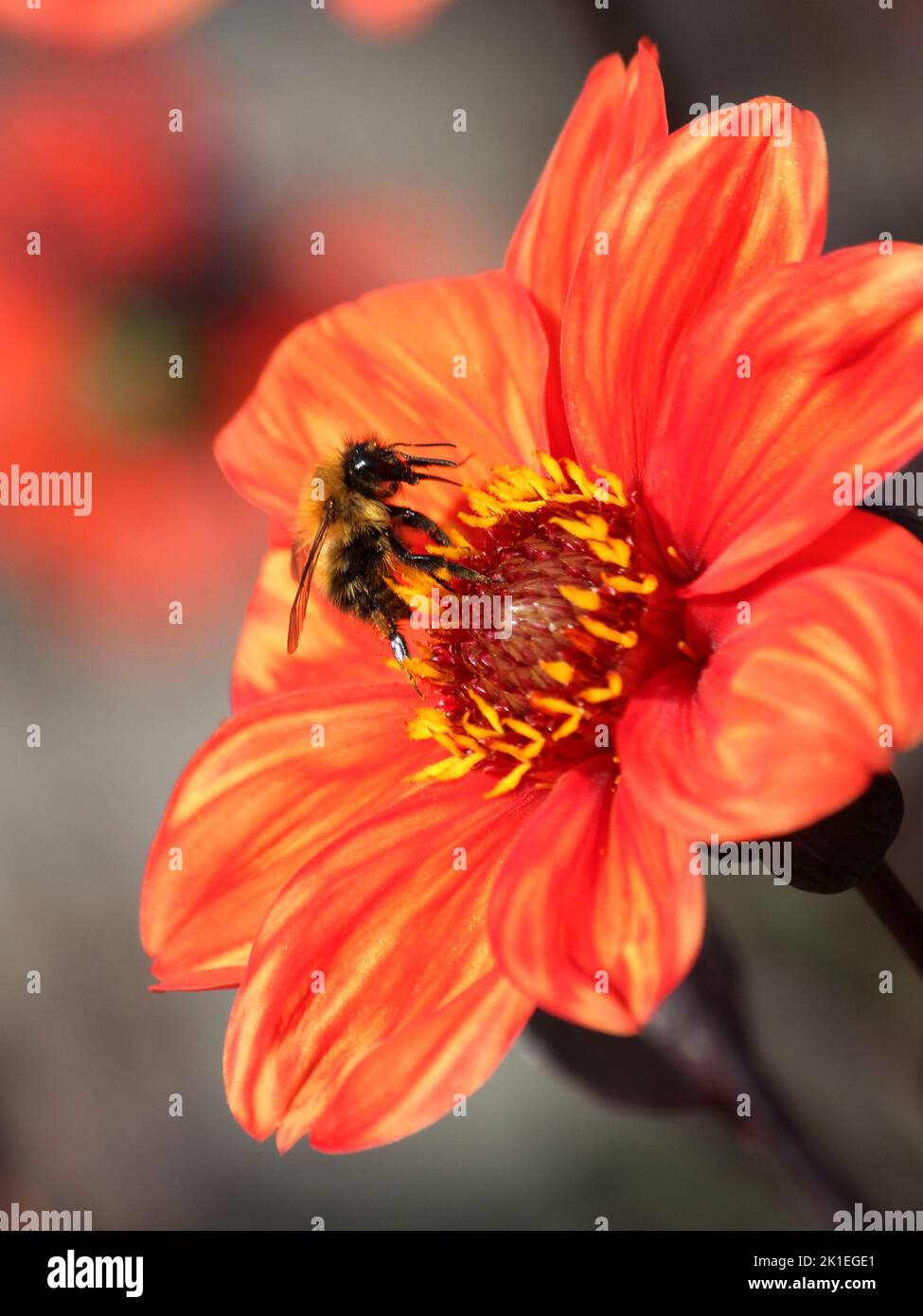 Common Carder Bee (Bombus pascuorum Stock Photo - Alamy