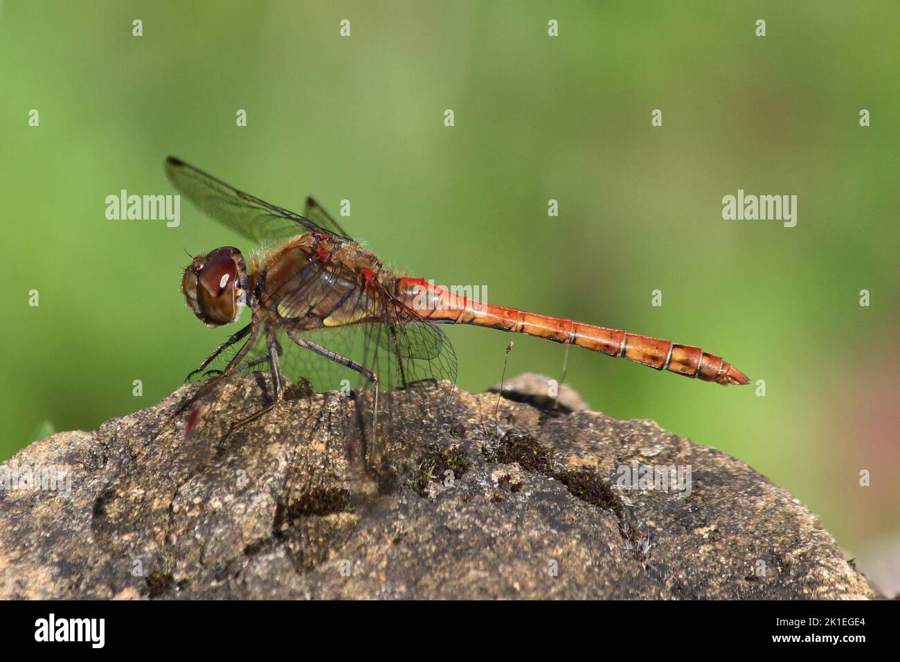 Orange common darter dragonfly hi-res stock photography and images - Alamy