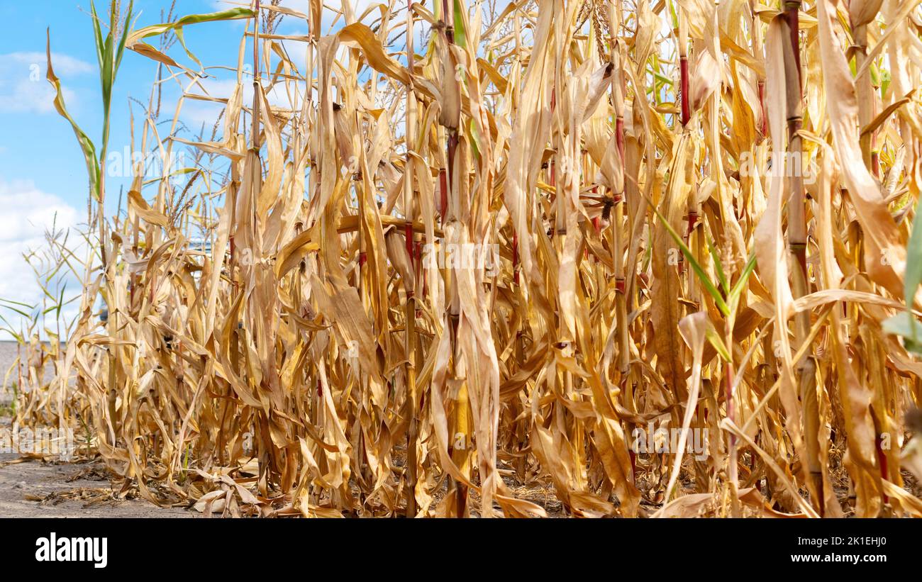 Dried corn crop close-up. Food crisis as a result of crop failure. Crop ...